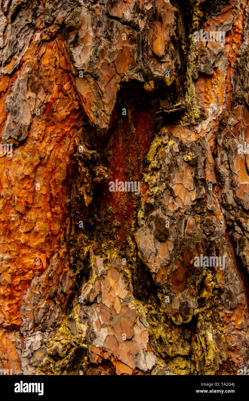 The photo of wood bark. Background for timber industry Stock Photo - Alamy