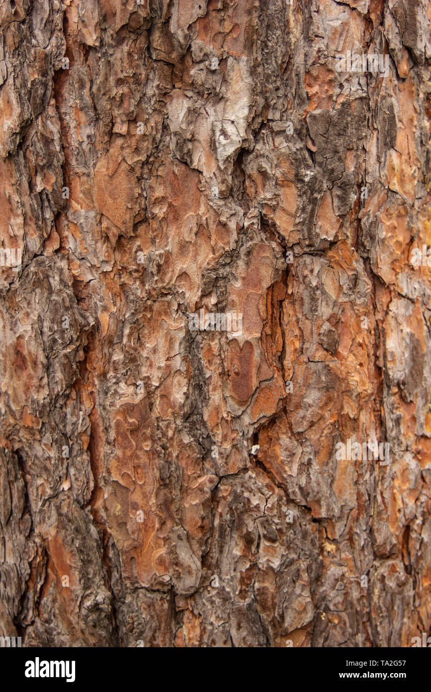The photo of wood bark. Background for timber industry Stock Photo - Alamy
