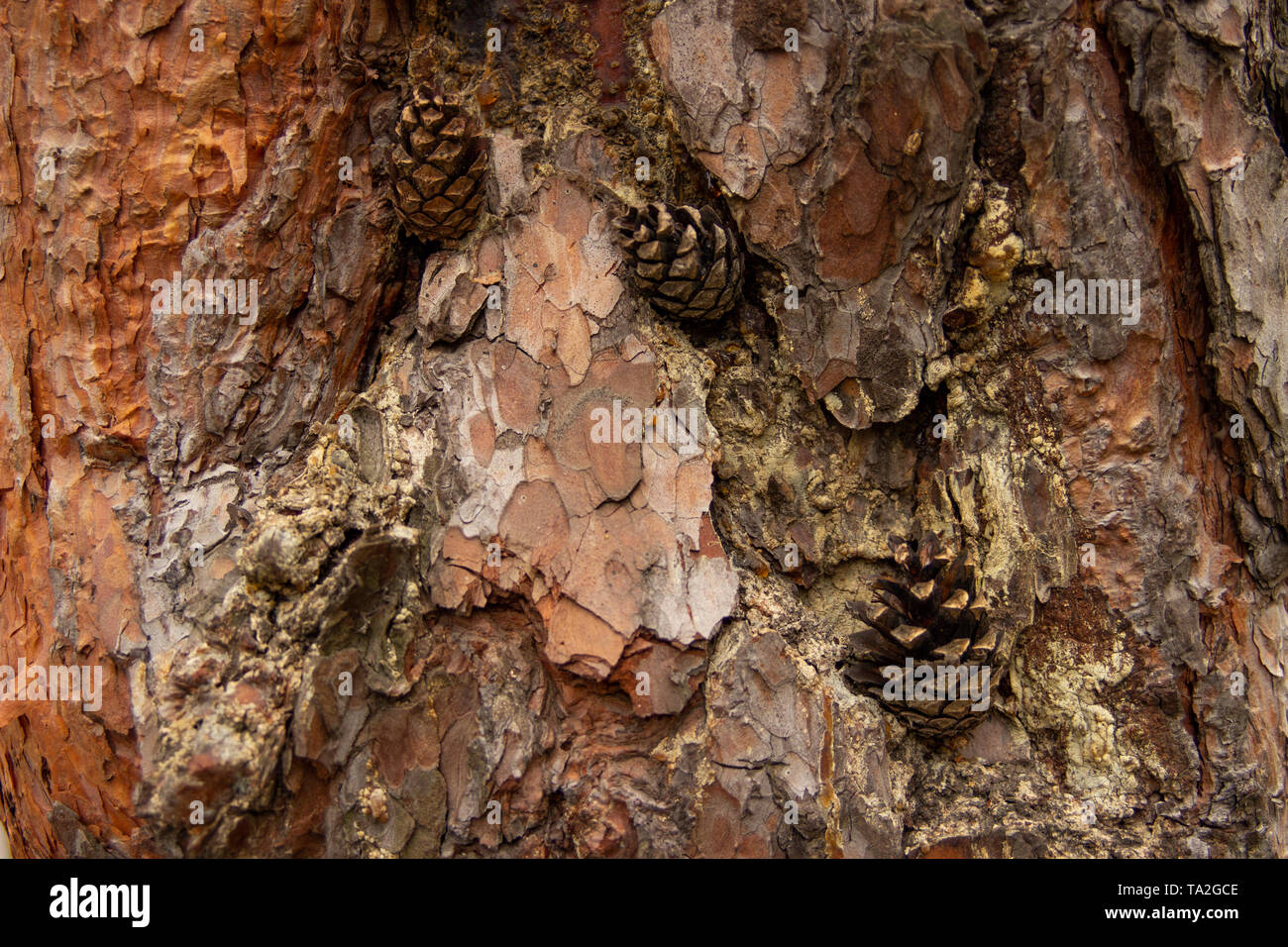 The photo of wood bark. Background for timber industry Stock Photo - Alamy