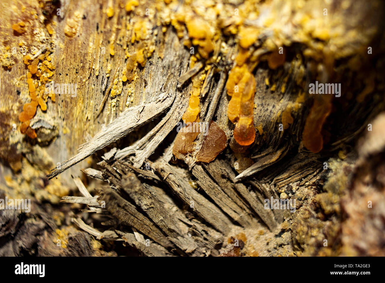 Liquid amber tree hi-res stock photography and images - Alamy