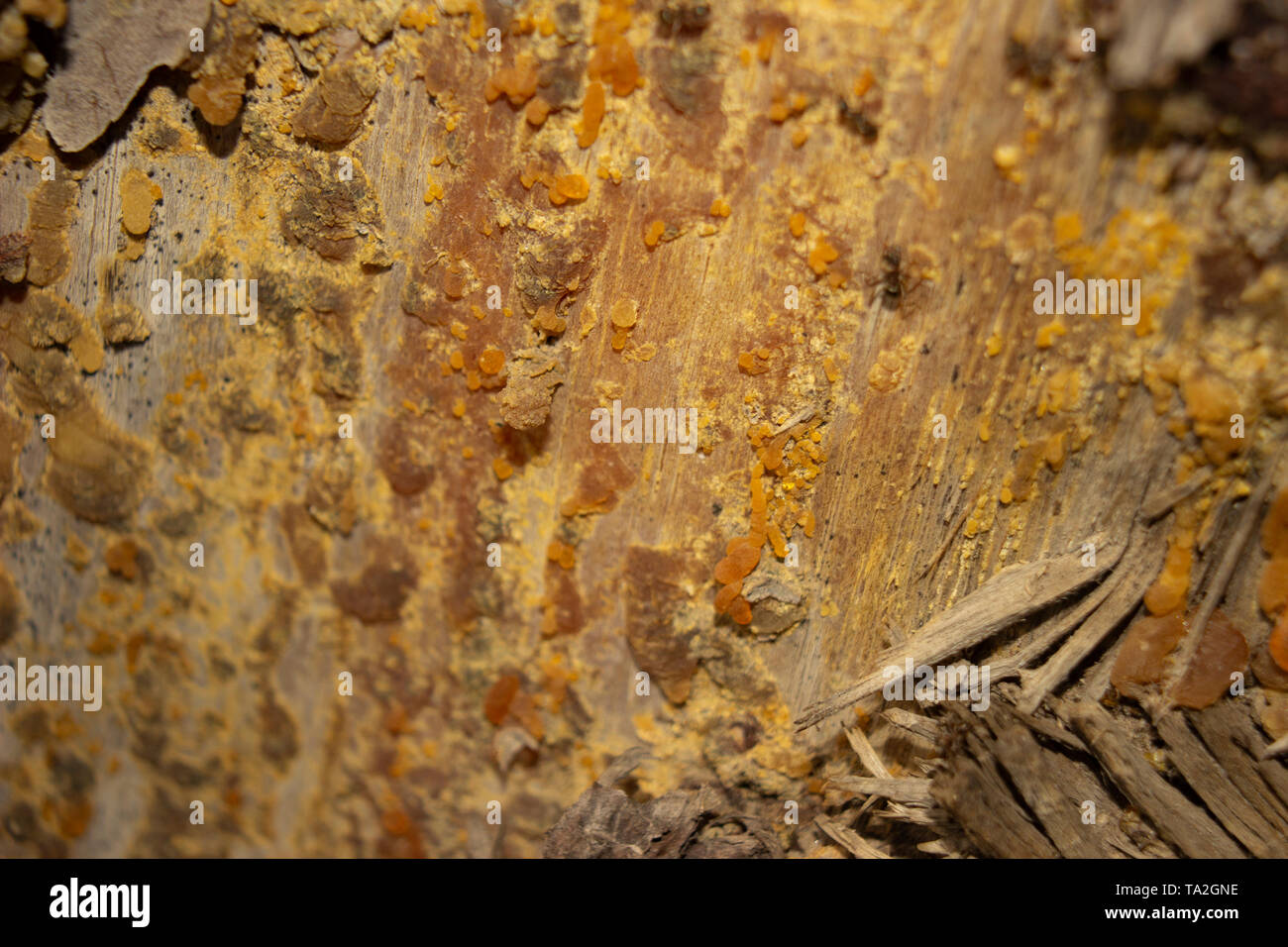 Liquid Amber Tree High Resolution Stock Photography and Images - Alamy
