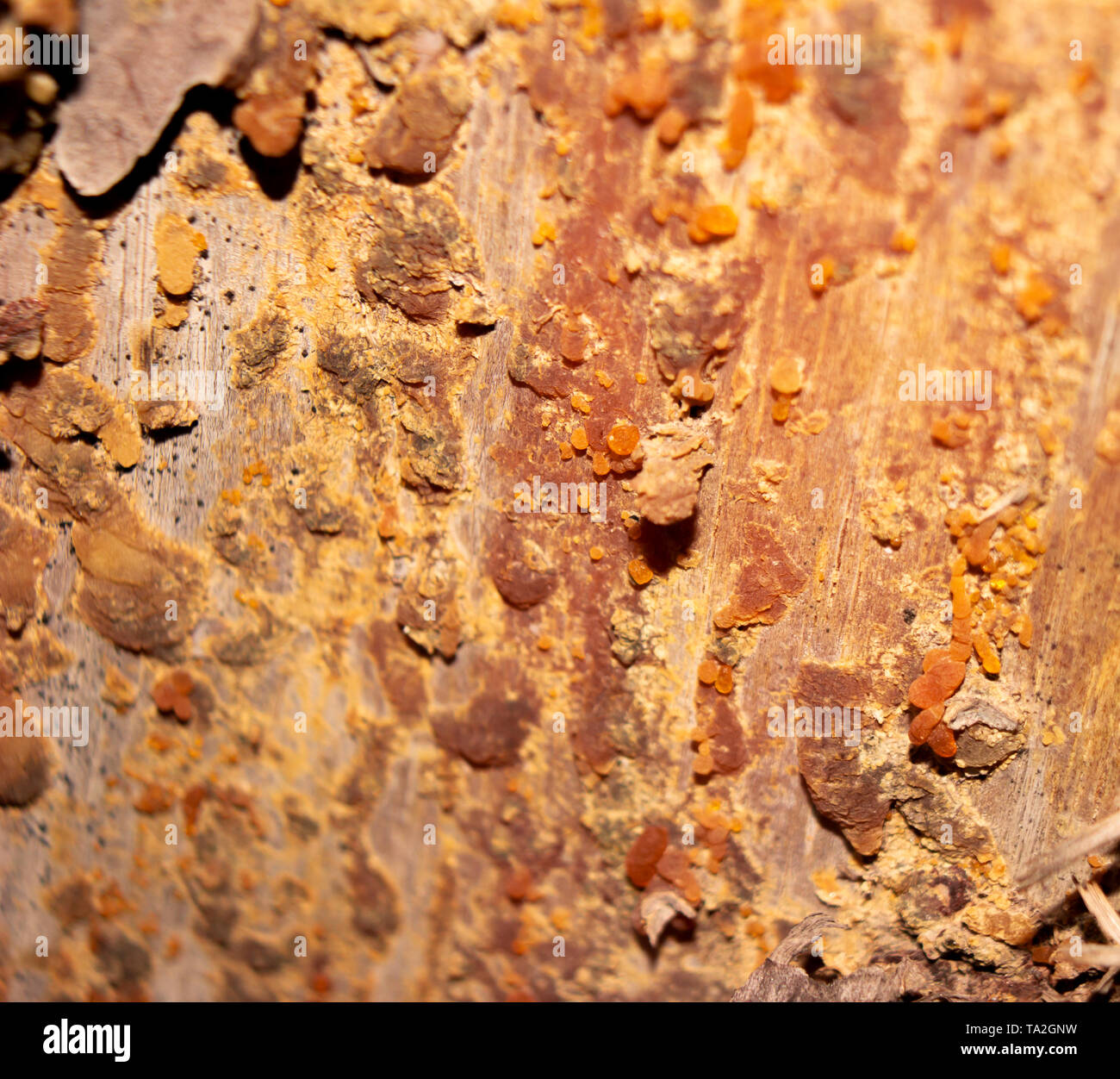 The photo of yellow amber on the wood bark . Background for timber ...
