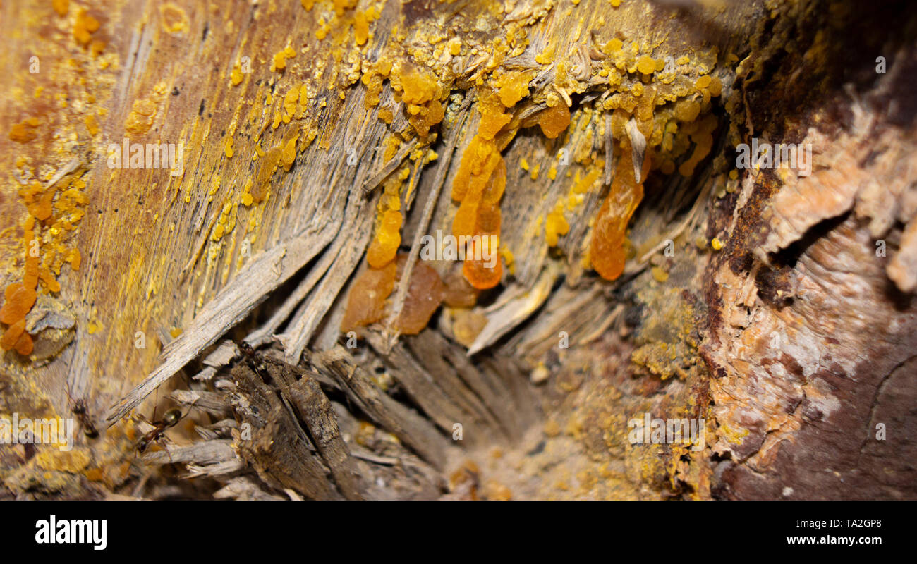 Liquid amber tree hi-res stock photography and images - Alamy