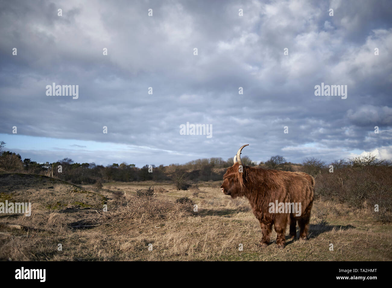 Wild highlanders hi-res stock photography and images - Alamy