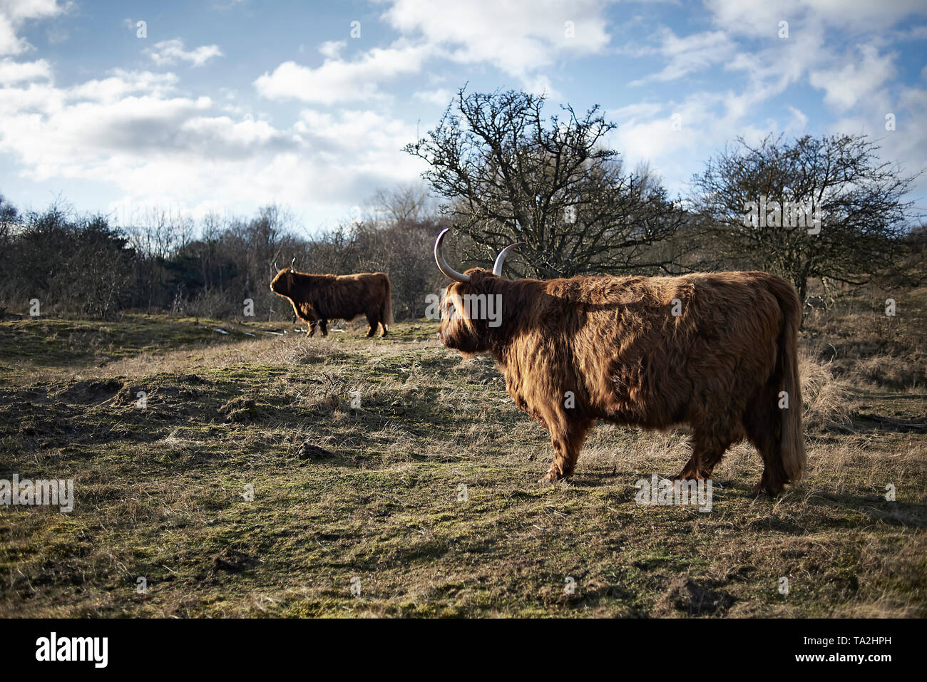 Scottish Highlanders cows outside in a field in autumn sunshine Stock ...