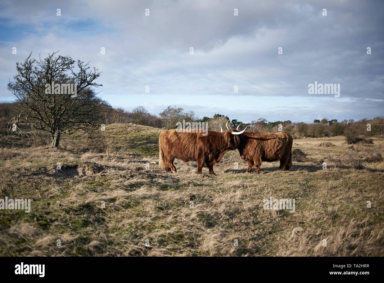 Group scottish highland cows in hi-res stock photography and images - Alamy