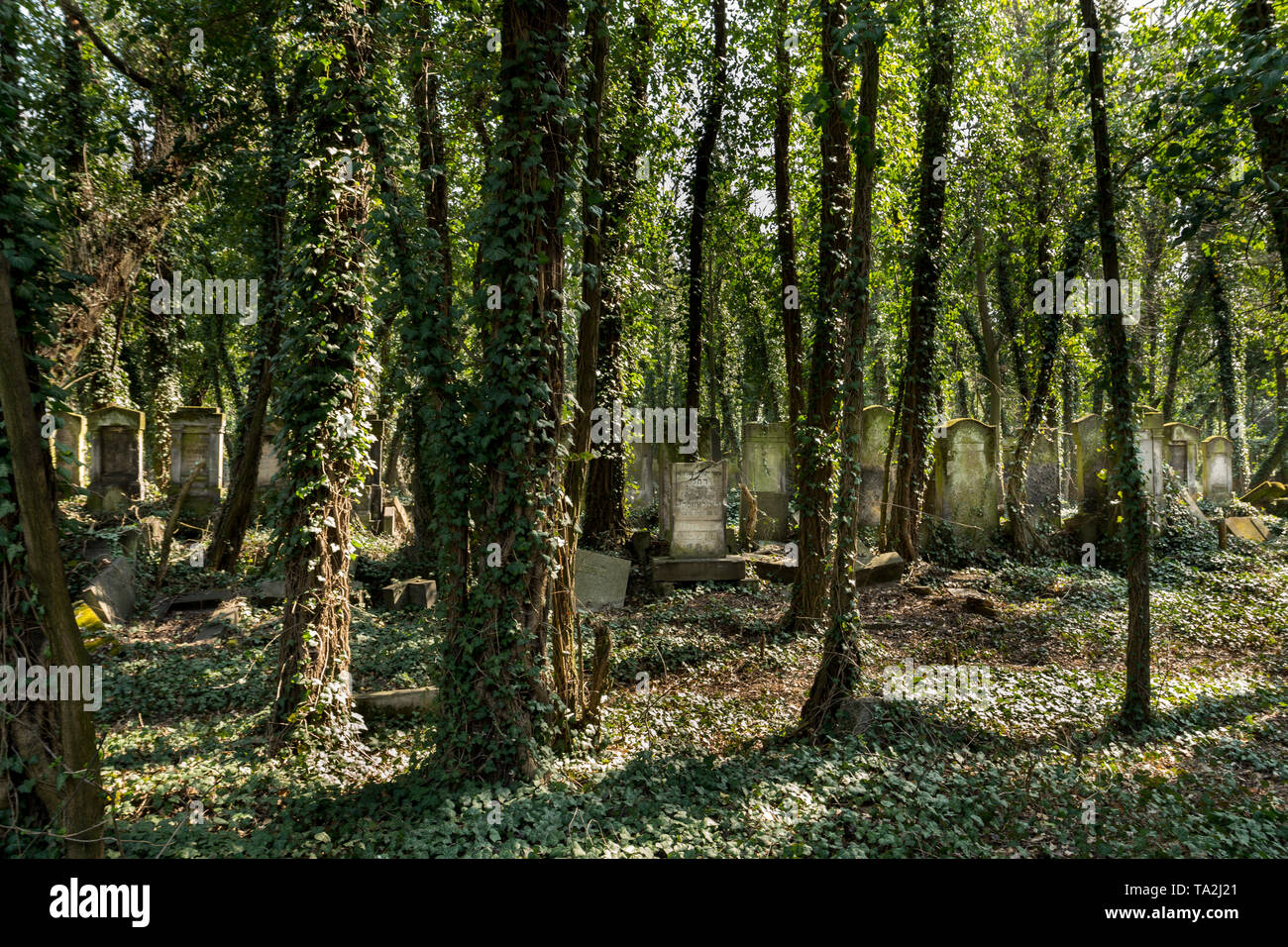 Jewish tombstone covered hi-res stock photography and images - Alamy