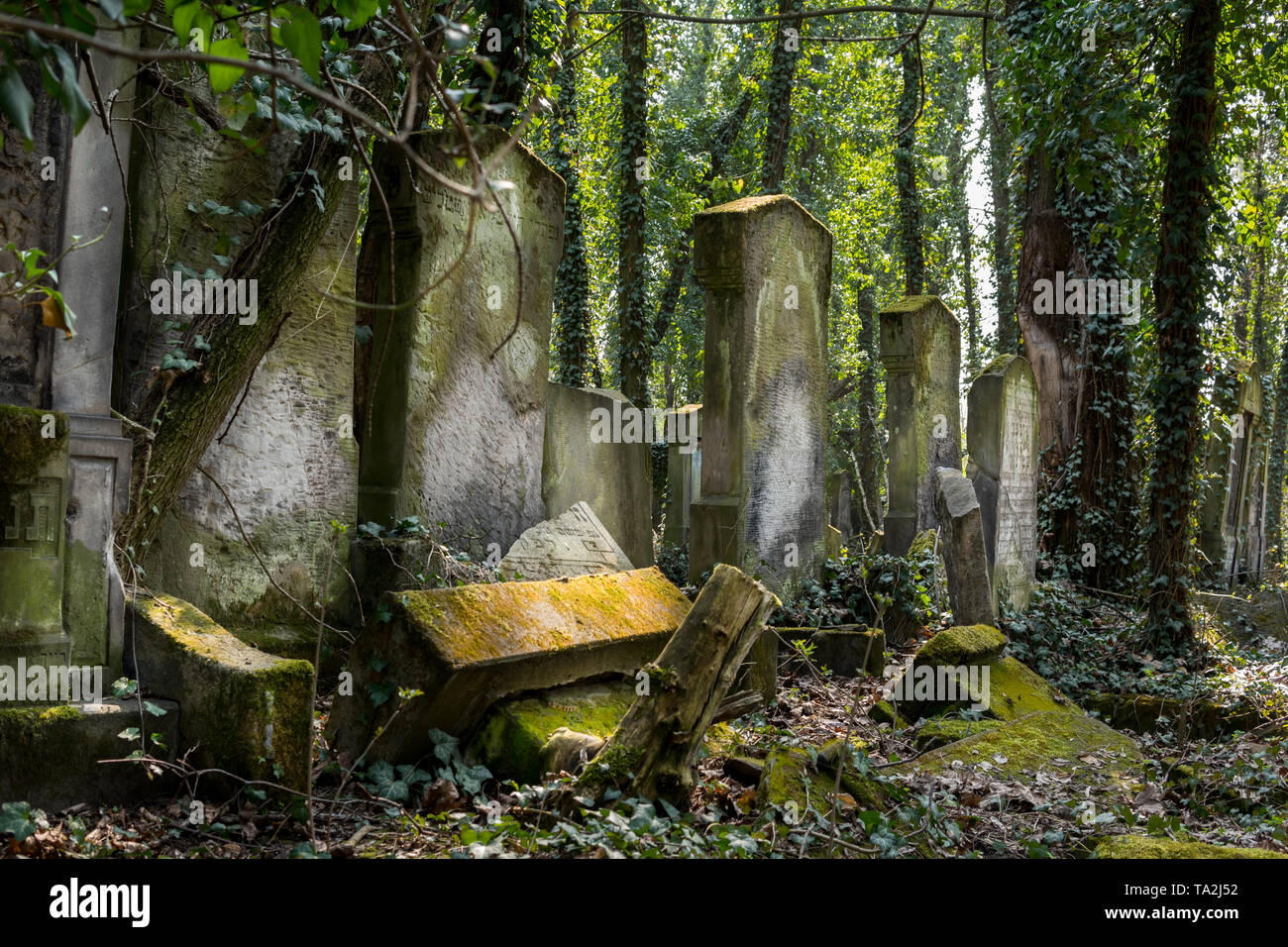 old jewish cemetery with matzevah covered with ivy plant Stock Photo ...