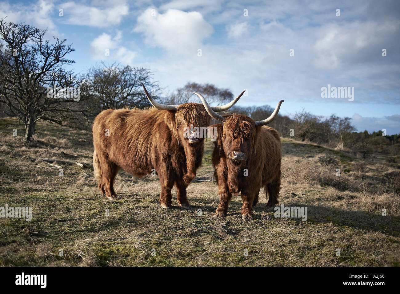 Group scottish highland cows in hi-res stock photography and images - Alamy