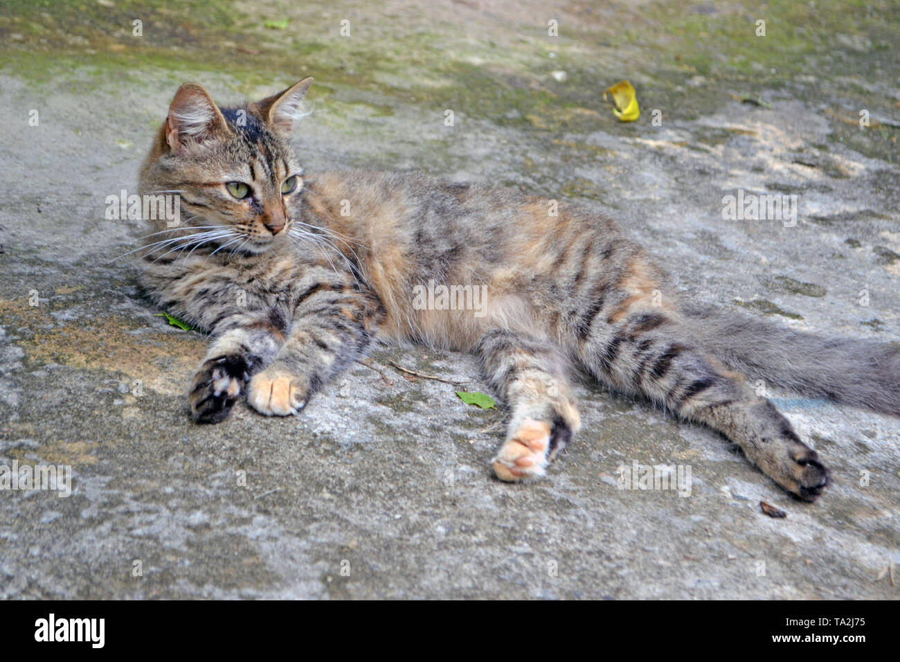 cute three-colored cat Stock Photo - Alamy