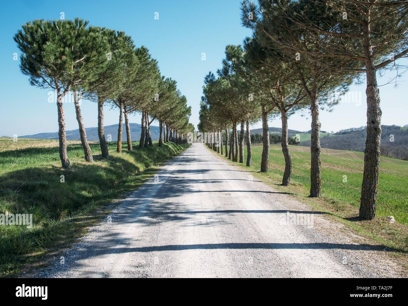 A narrow road with pine trees in a row Stock Photo - Alamy