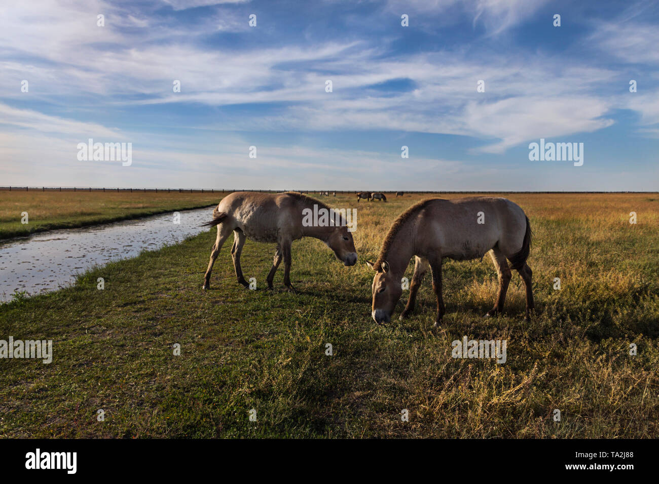 Steppe bison hi-res stock photography and images - Alamy