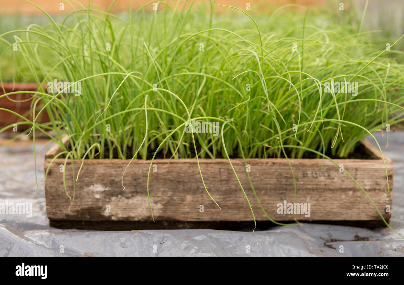 detail of green small leek seedlings growing inside of a greenhouse ...