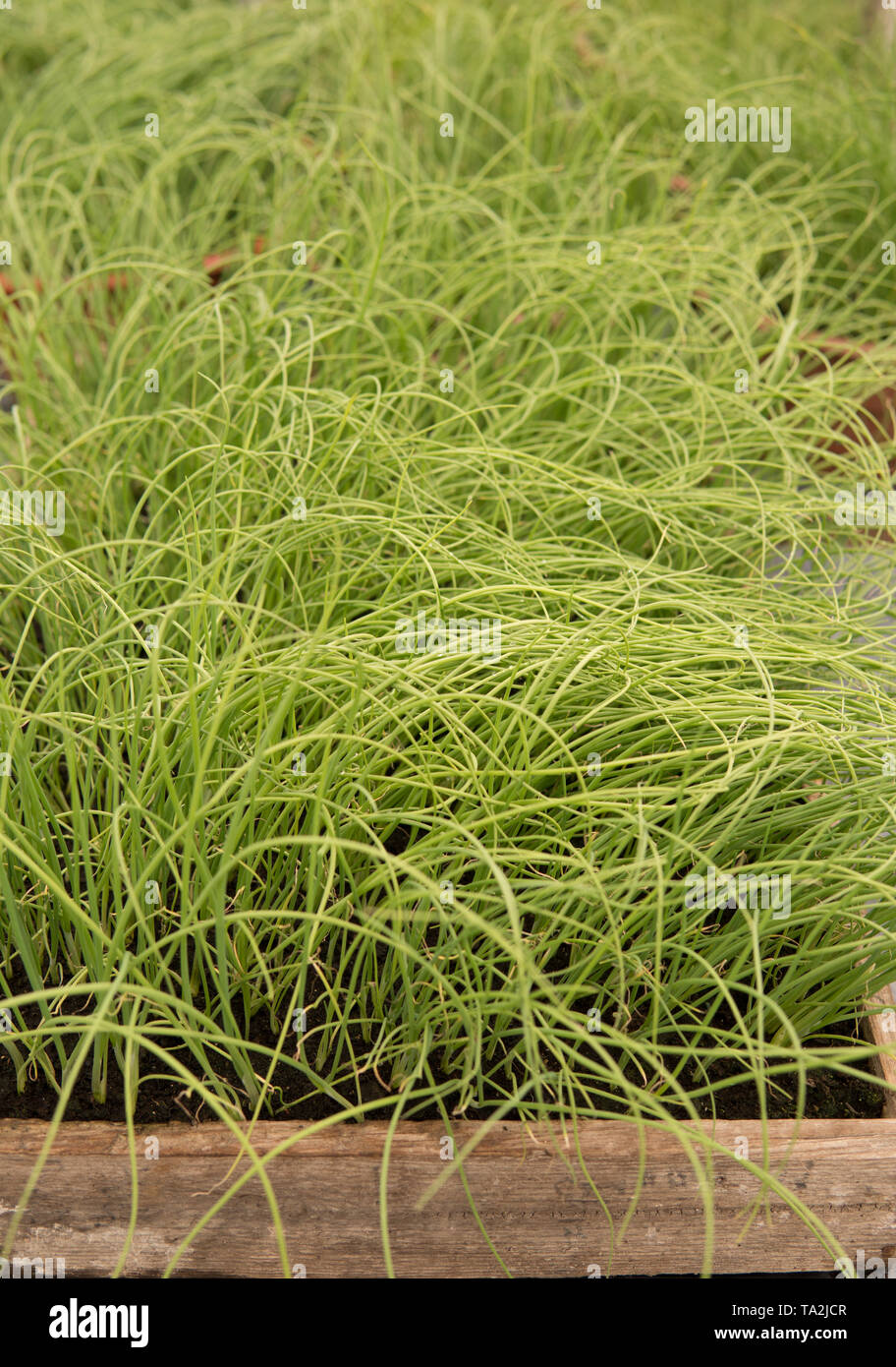 detail of green small leek seedlings growing inside of a greenhouse ...