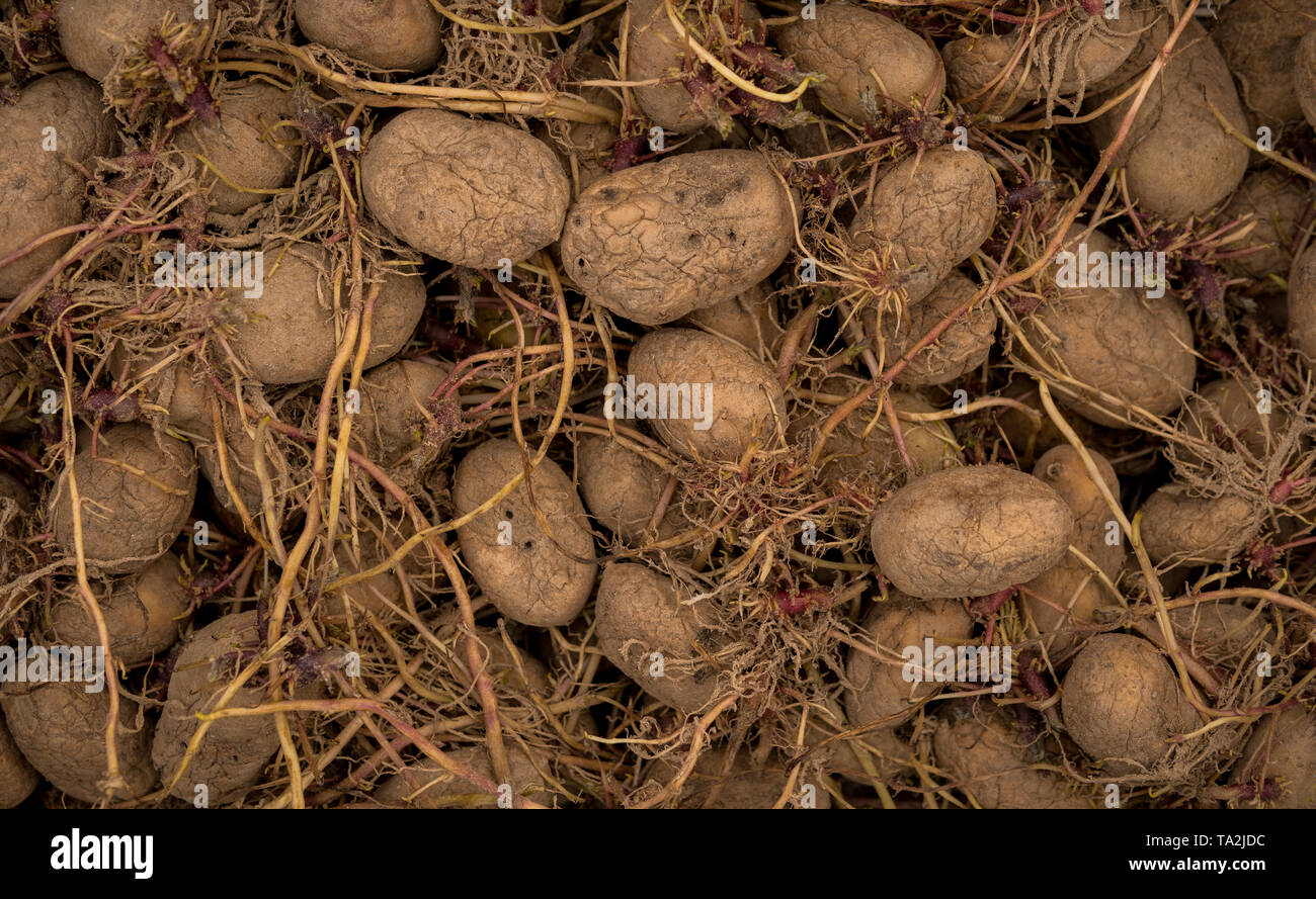 detail of some old rotten potatoes that can't be eaten Stock Photo - Alamy
