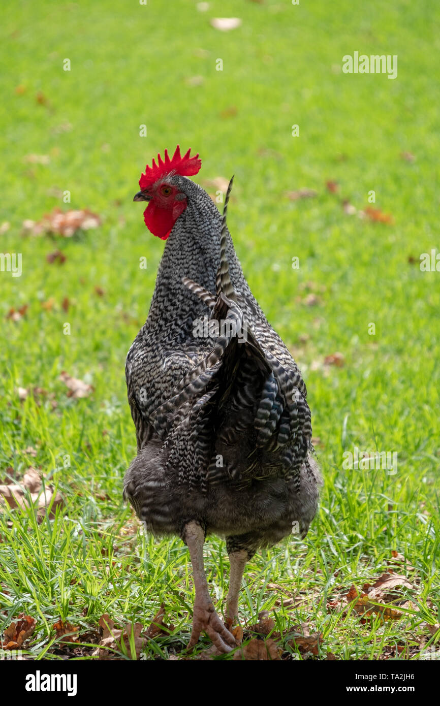 Farmyard chicken amongst the grass, photographed at Babylonstoren Wine ...