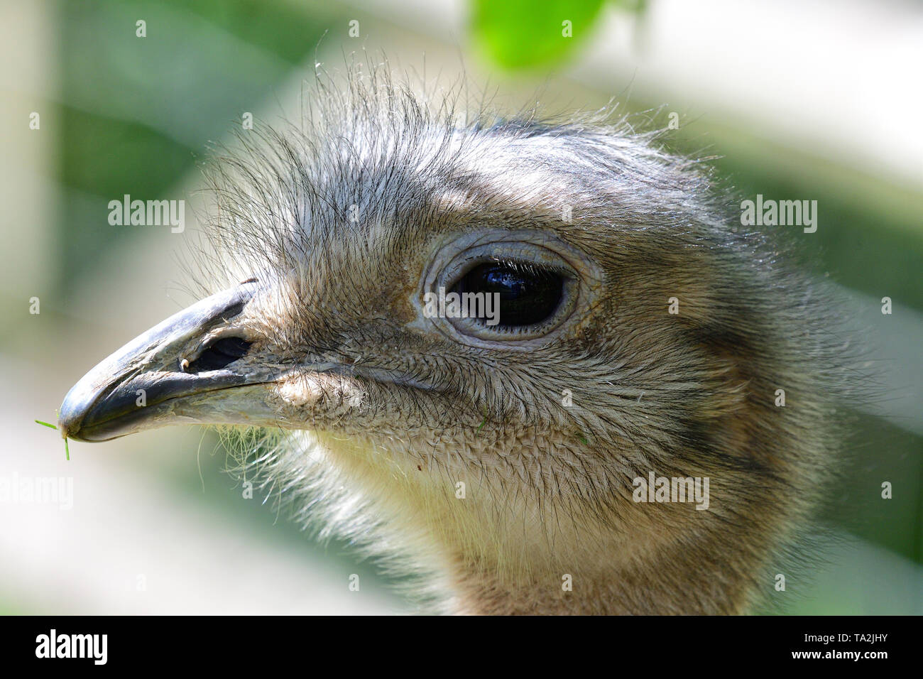 Head shot of a Darwins rhea (rhea pennata) with a green background ...