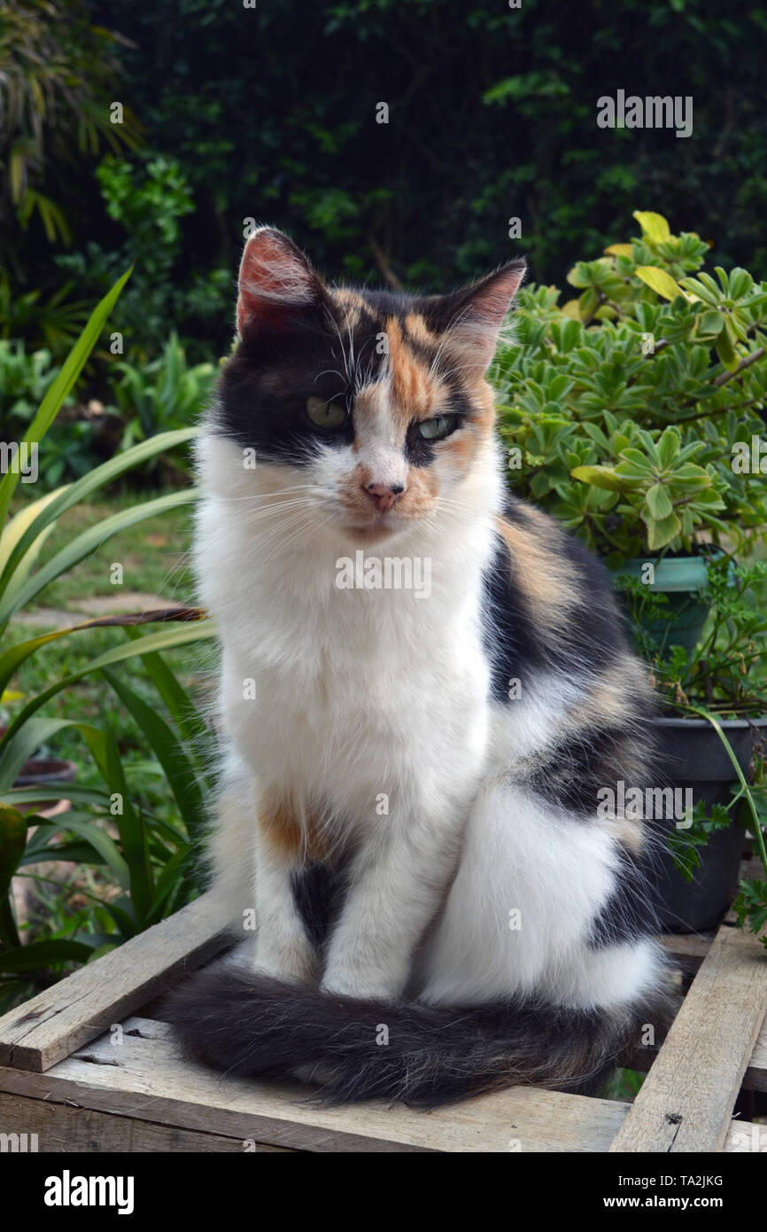 cute three-colored cat standing Stock Photo - Alamy