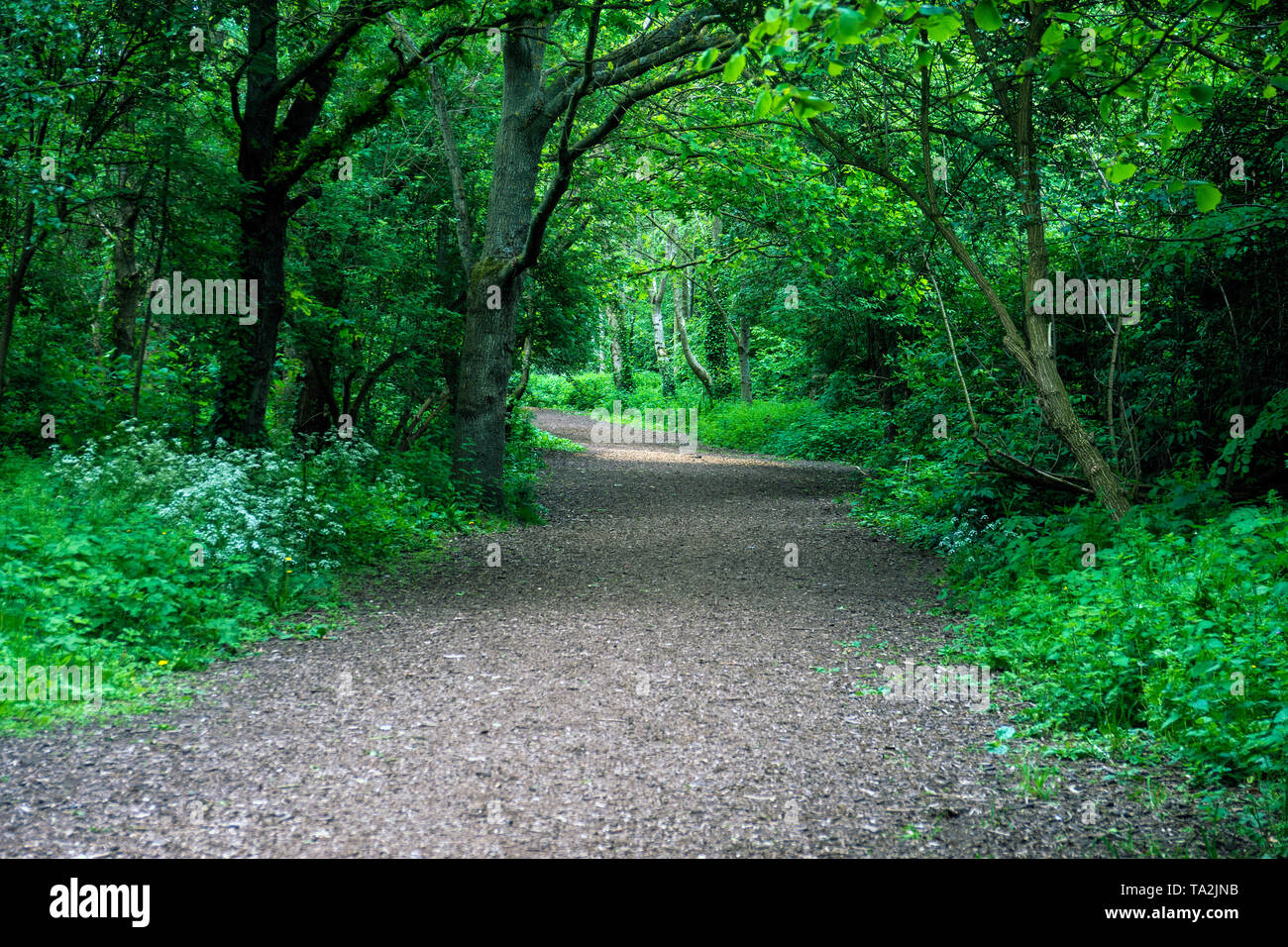 Woodland Path stock photo Stock Photo - Alamy
