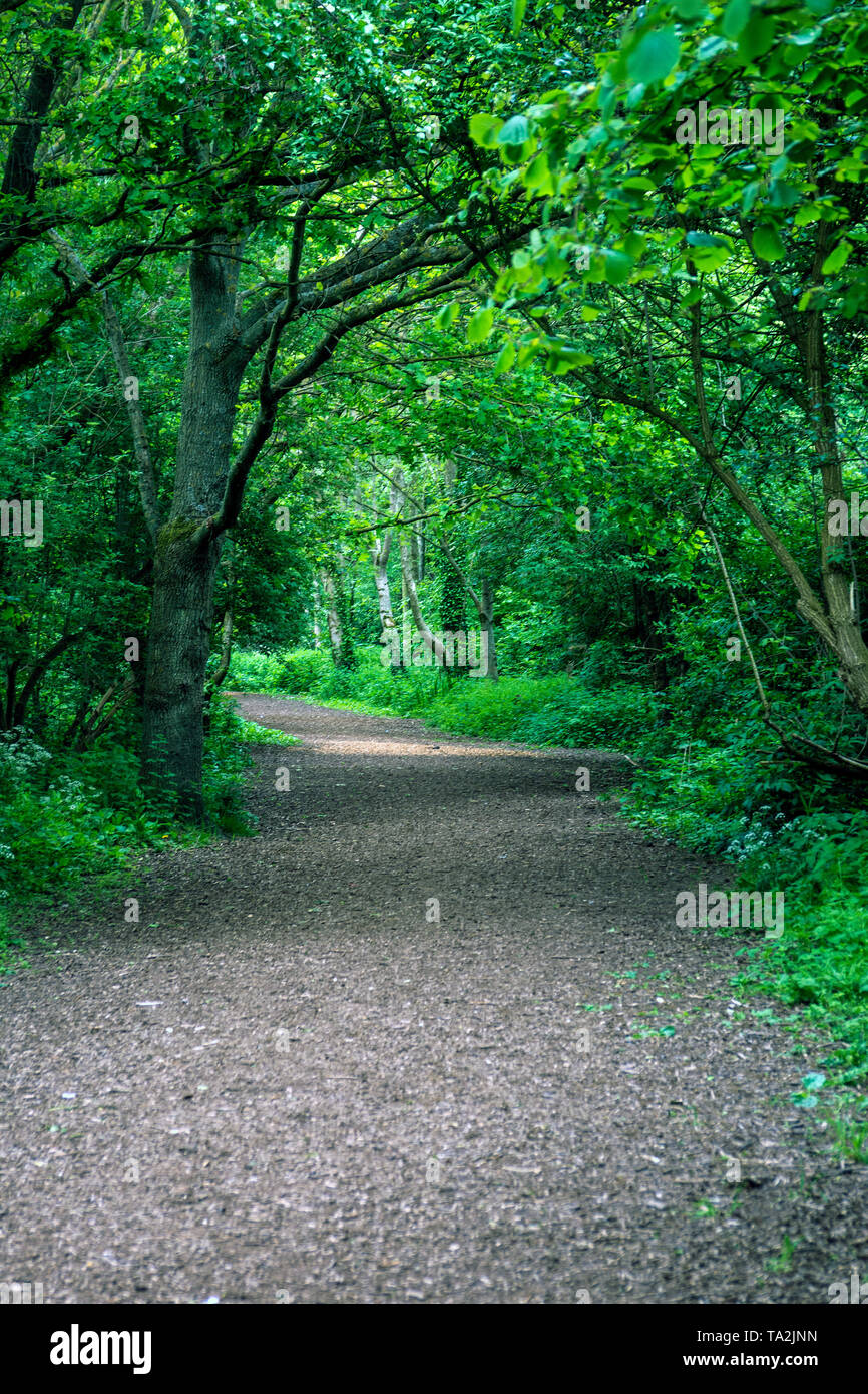 Woodland Path stock photo Stock Photo - Alamy