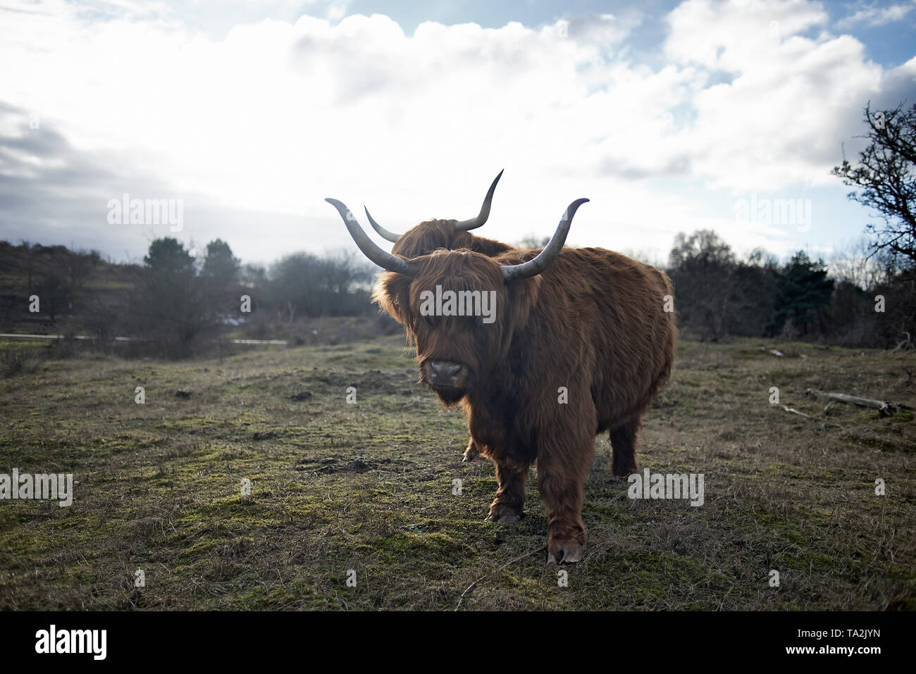 Group scottish highland cows in hi-res stock photography and images - Alamy