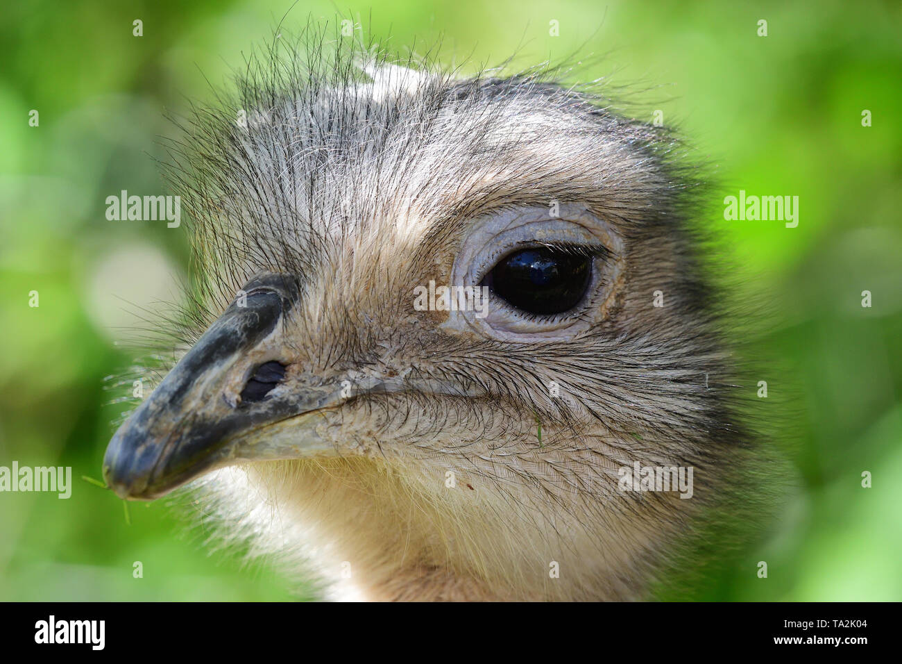 Head shot of a Darwins rhea (rhea pennata) with a green background ...