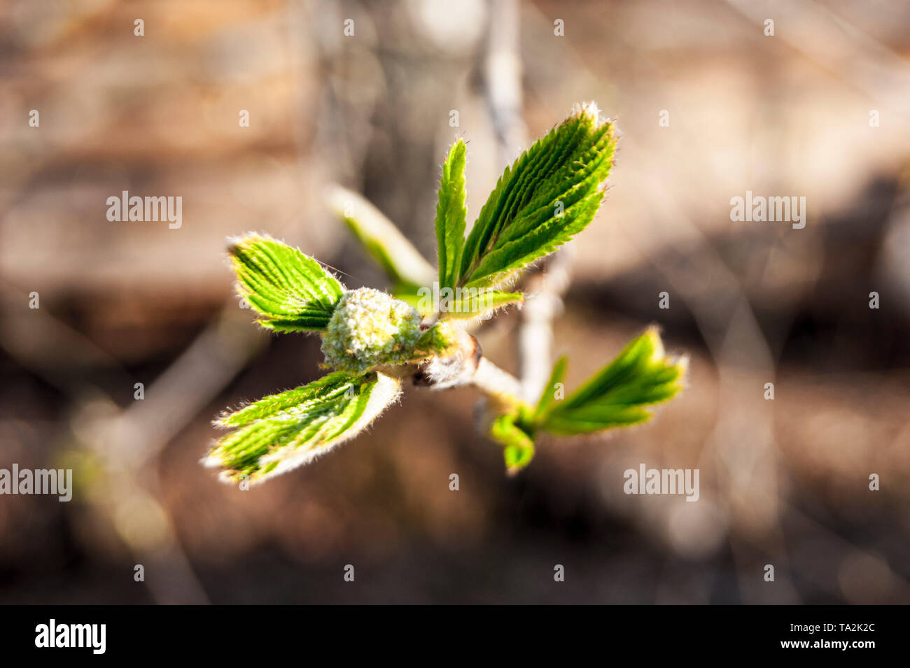 The first young fresh spring leaves on a tree branch are sticky, they ...