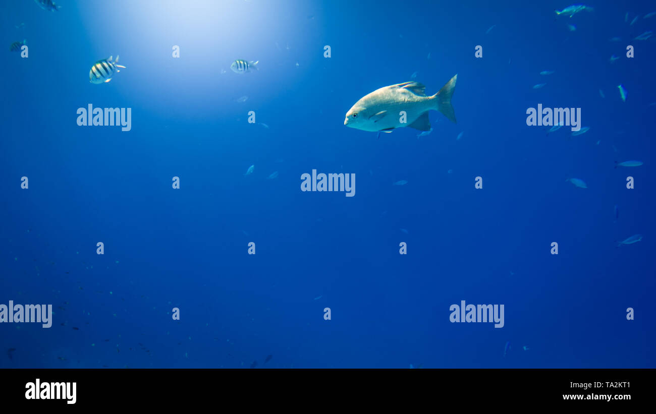 Beautiful underwater photo of colorful fishes swimming at big coral ...