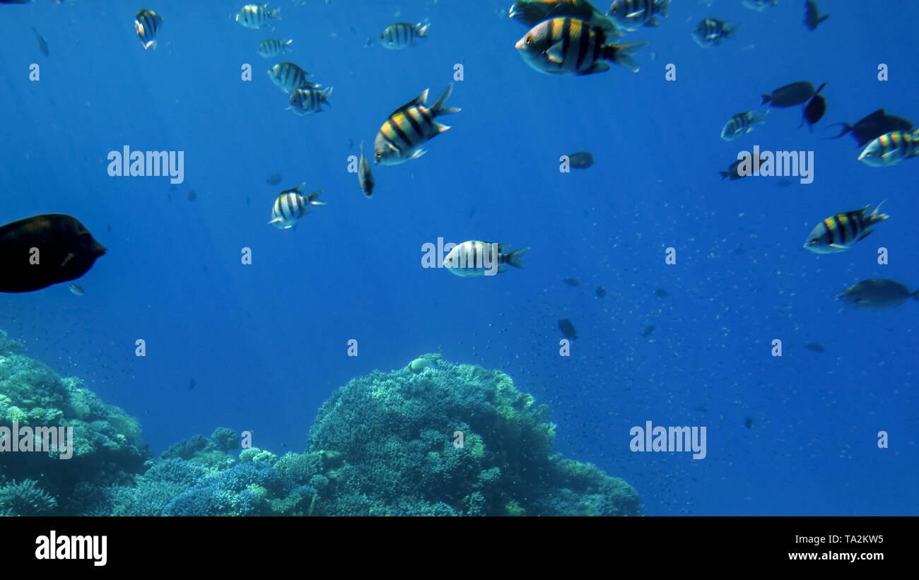 Beautiful underwater photo of colorful fishes swimming at big coral ...