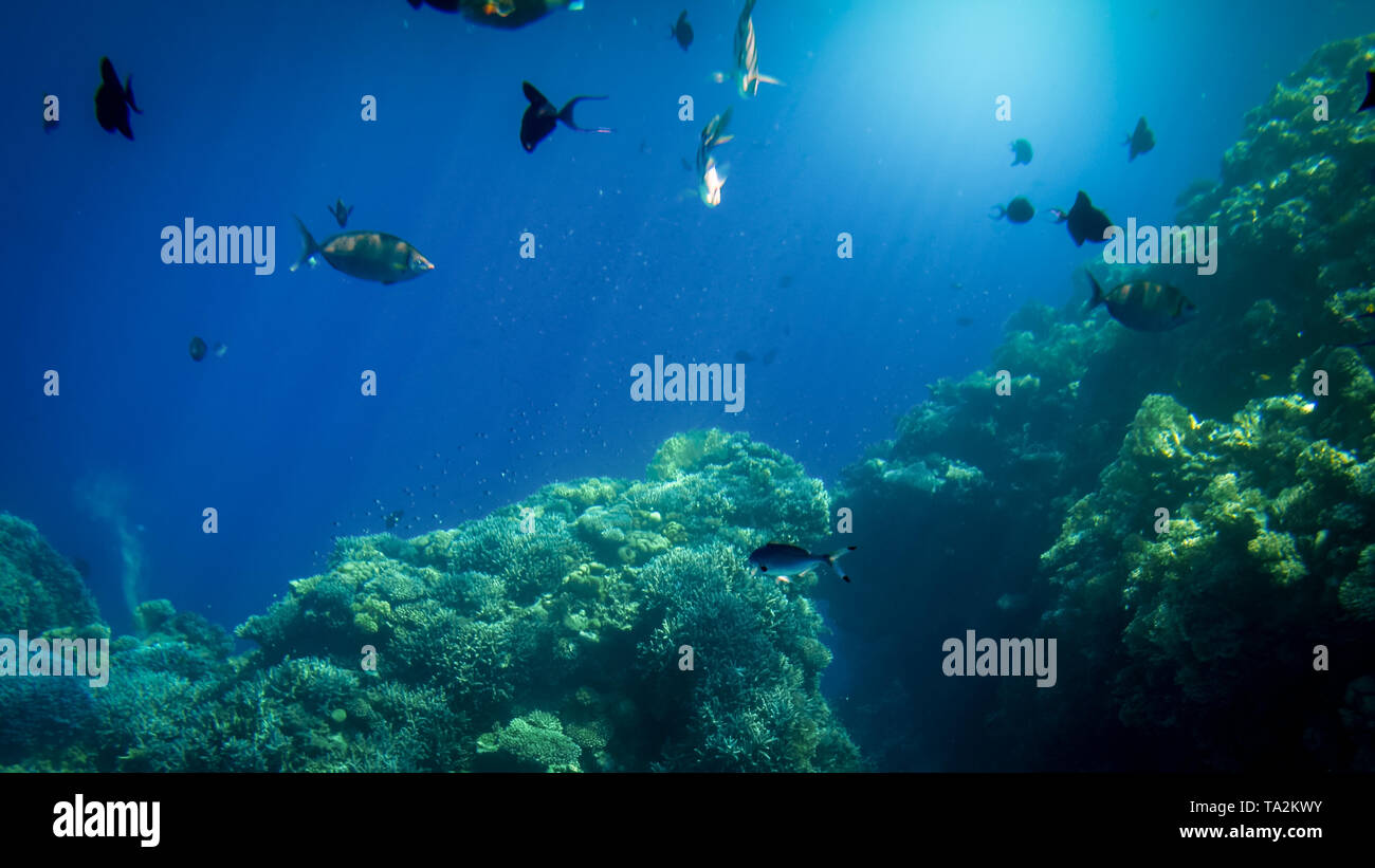 Beautiful underwater photo of colorful fishes swimming at big coral ...