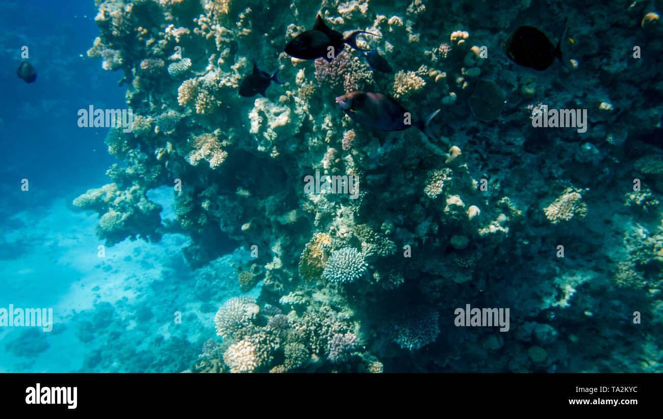 Scuba diver lots of fish hi-res stock photography and images - Alamy