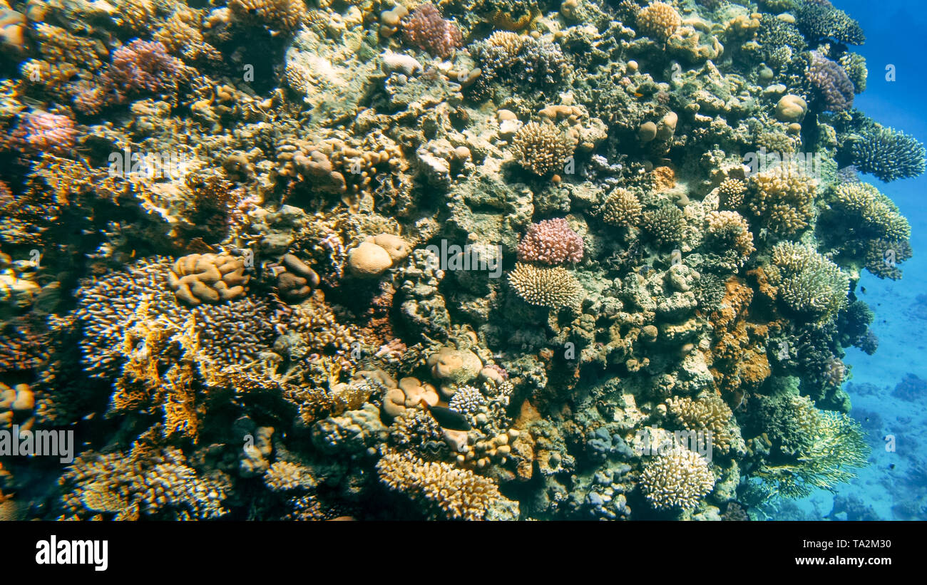 Amazing underwater shot of sandy sea bottom with growing colorful coral ...