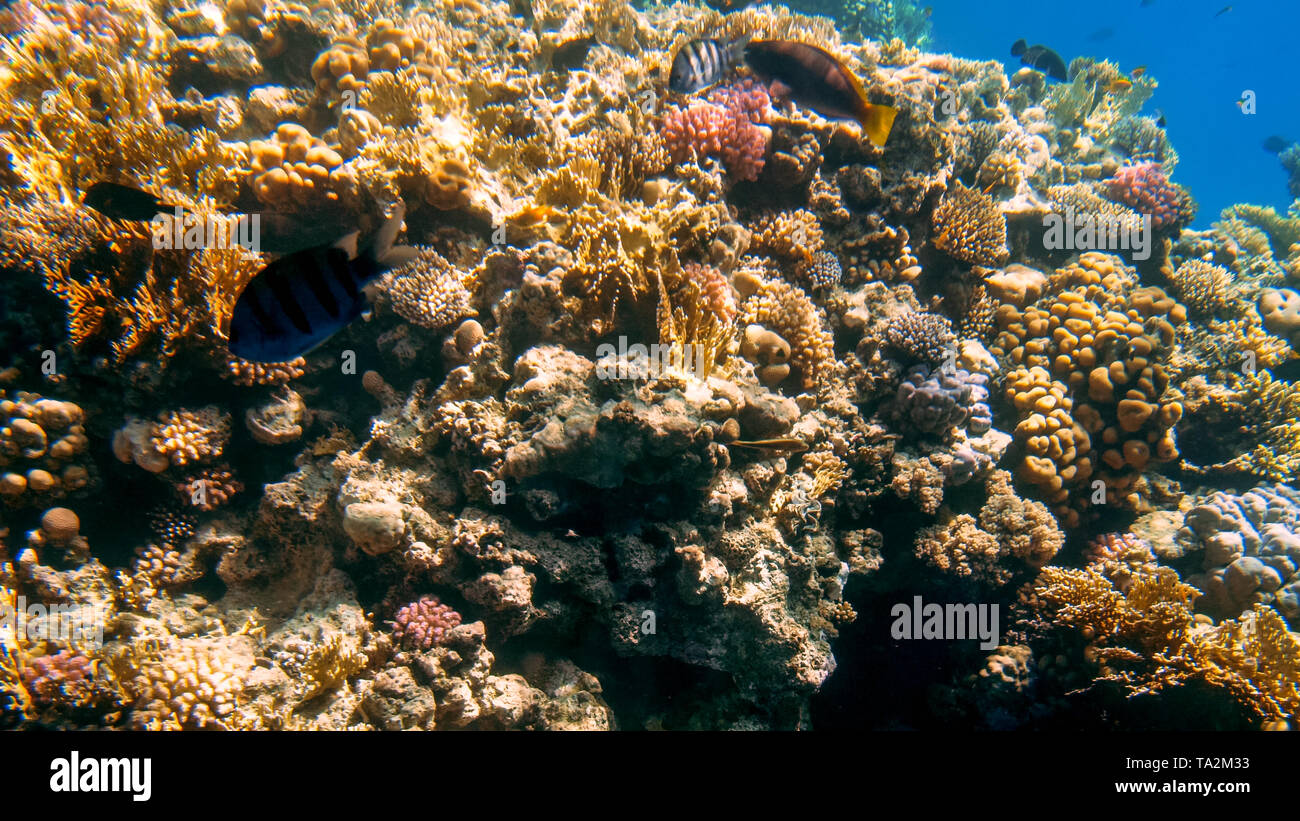 Beautiful underwater image of colorful tropical coral reef on the Red ...