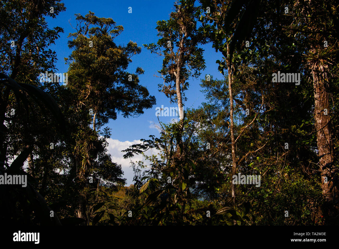 Cloud forest's trees with background Stock Photo - Alamy