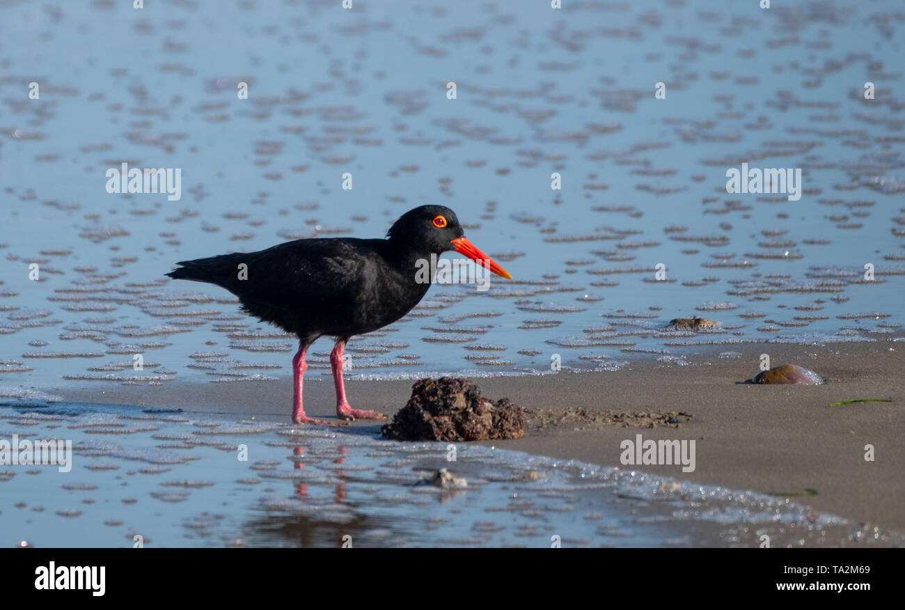 Black African oystercatcher bird on the beach near Boggams Bay / Mossel ...