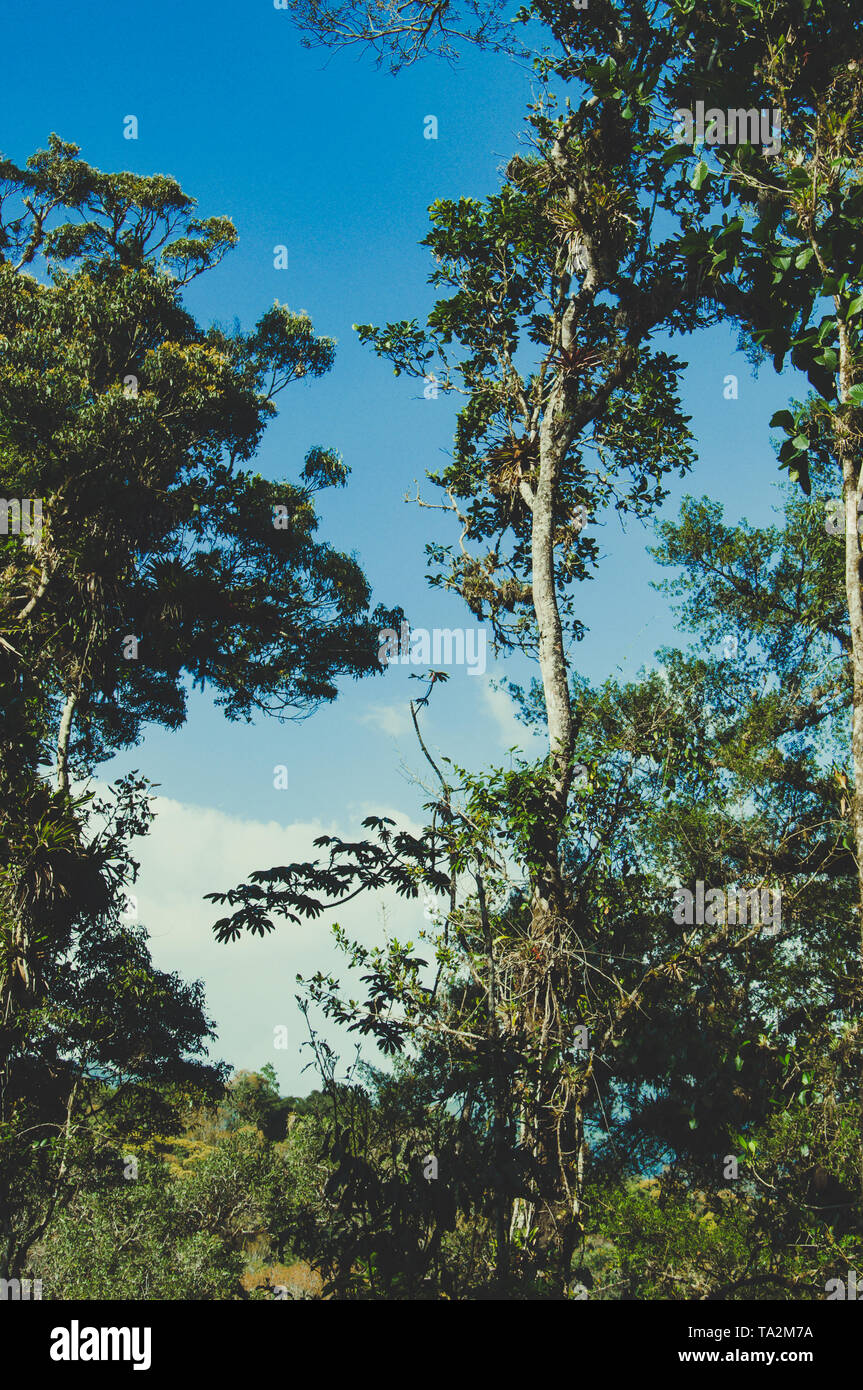 Cloud forest's trees with background Stock Photo - Alamy
