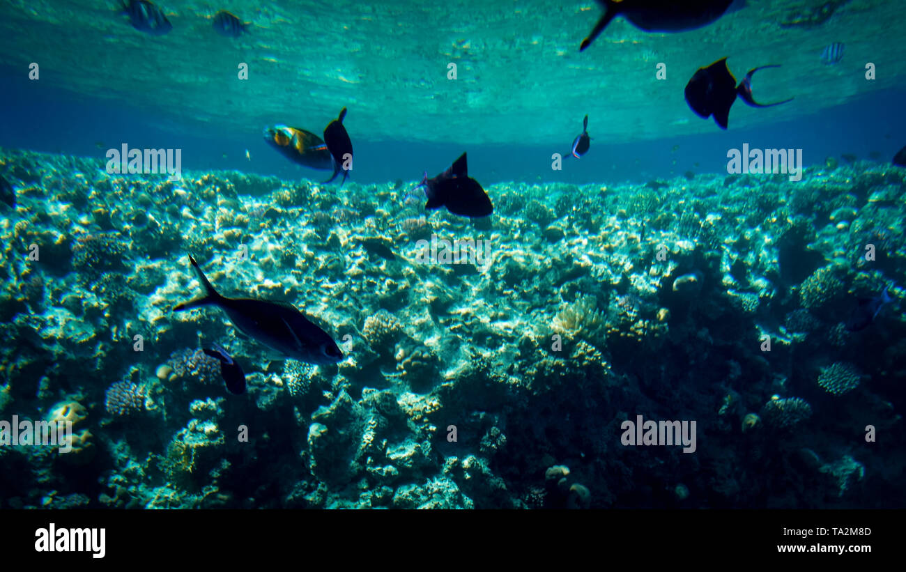 Beautiful underwater photo of colorful fishes swimming at big coral ...