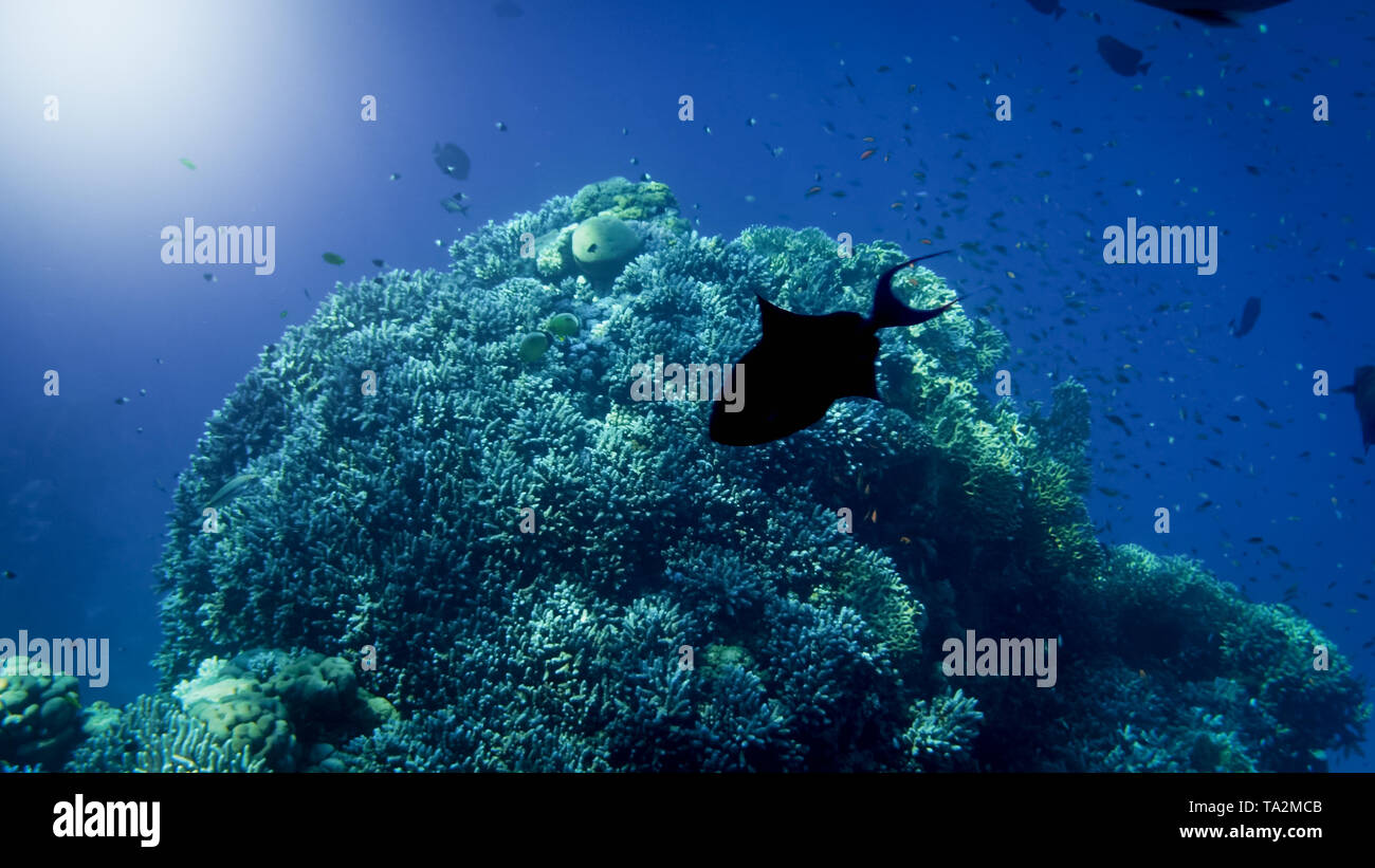 Beautiful underwater photo of colorful fishes swimming at big coral ...