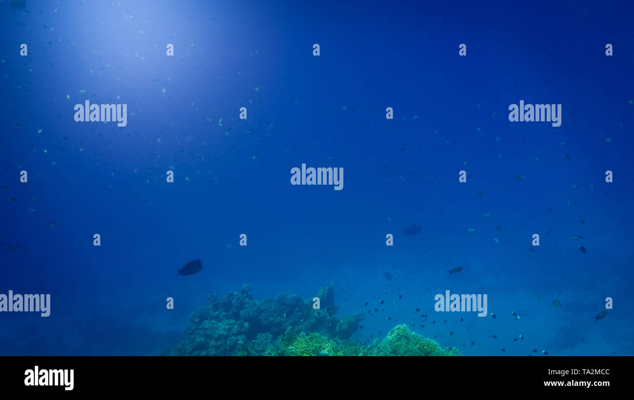 Beautiful underwater image of colorful tropical coral reef on the Red ...