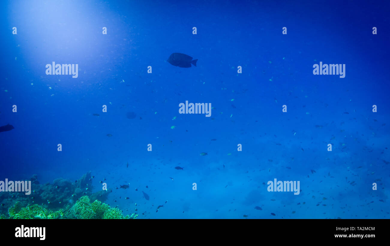 Amazing underwater image of Red sea bottom. Colorful coral fishes and ...