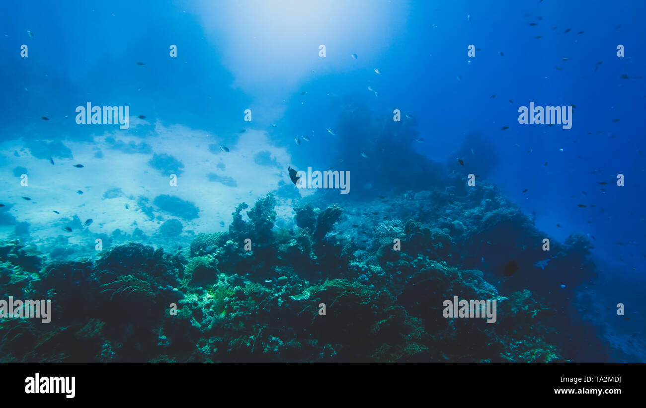 Amazing underwater shot of sandy sea bottom with growing colorful coral ...
