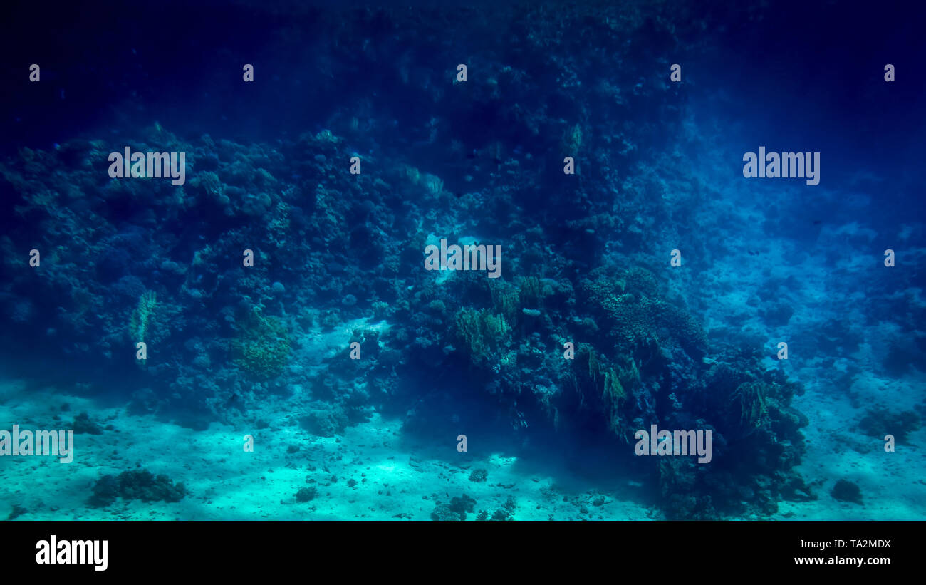 Beautiful underwater image of colorful tropical coral reef on the Red ...