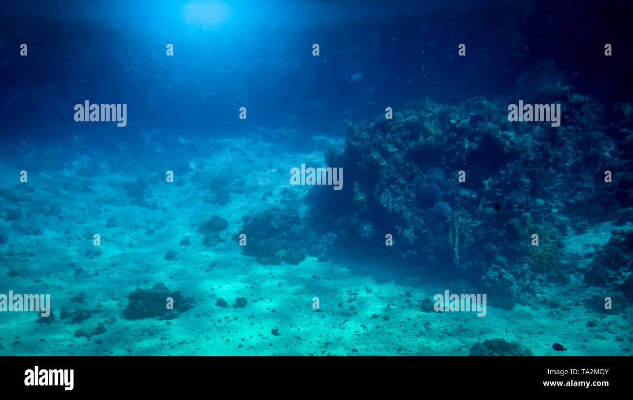 Amazing underwater shot of sandy sea bottom with growing colorful coral ...