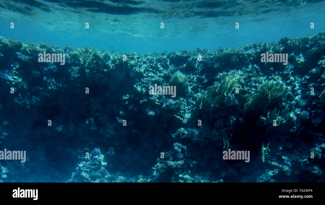 Amazing underwater image of Red sea bottom. Colorful coral fishes and ...