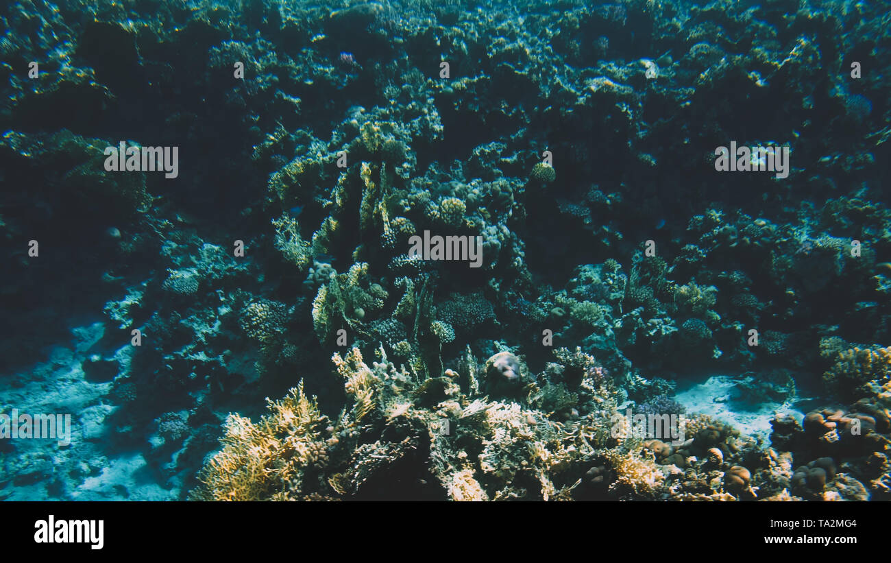 Amazing underwater shot of sandy sea bottom with growing colorful coral ...