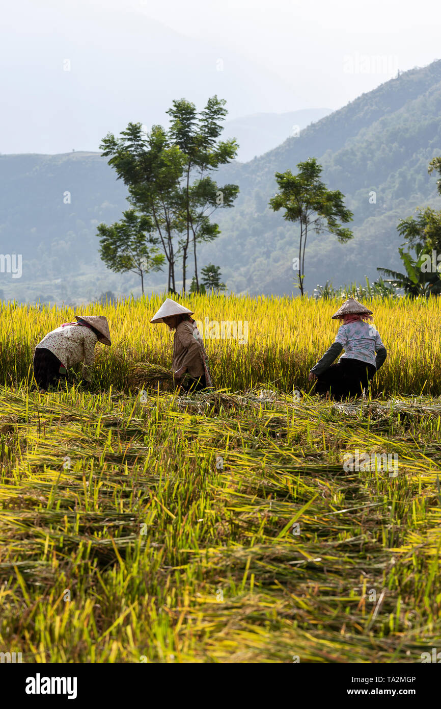 Working Rice Fields Vietnam Stock Photo - Alamy