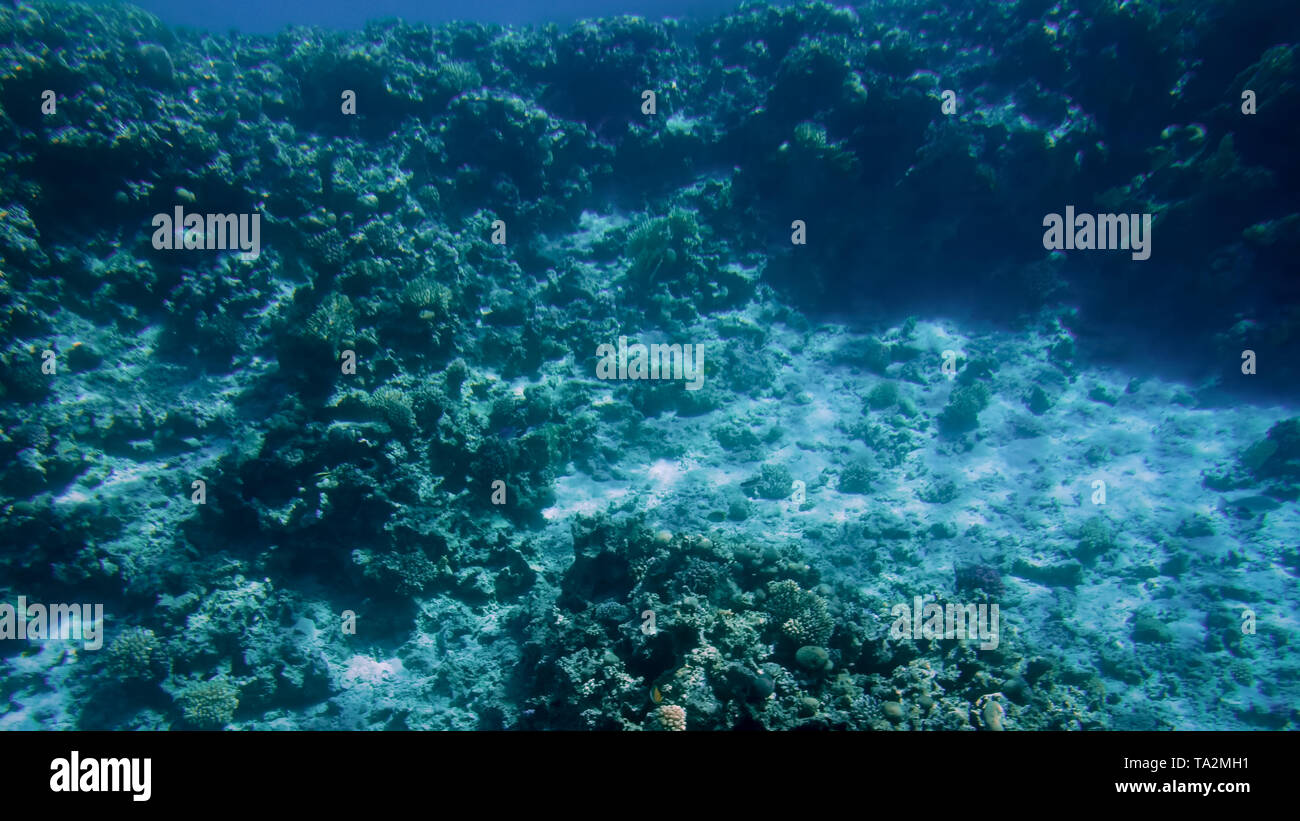Beautiful underwater image of colorful tropical coral reef on the Red ...