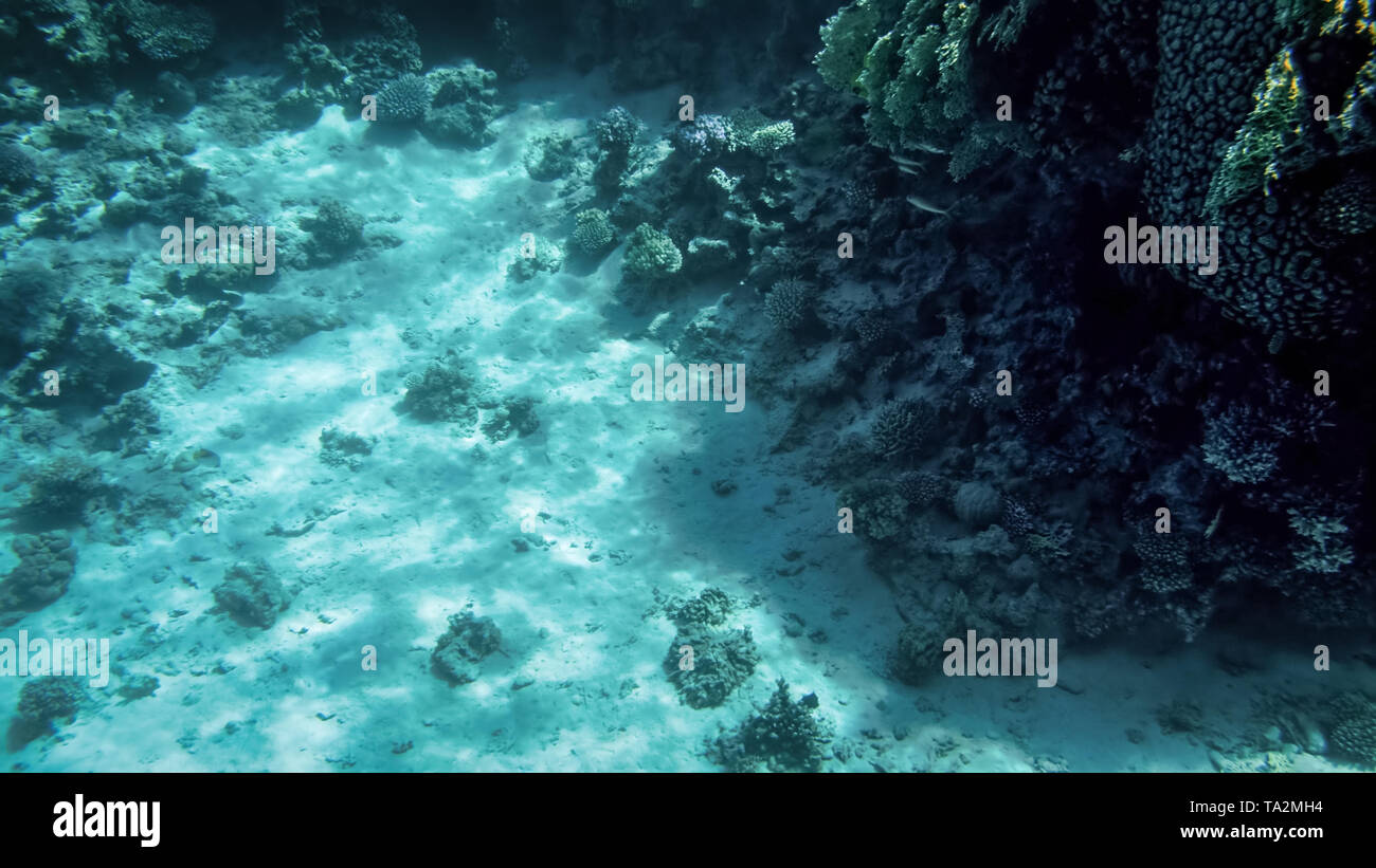 Beautiful underwater seascape of coral reef and sea bottom at the Red ...