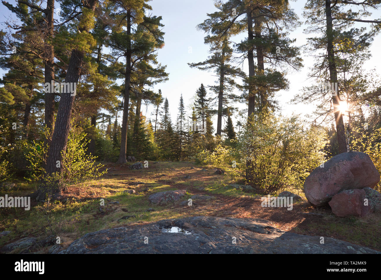 Sunrise with pine trees hi-res stock photography and images - Alamy