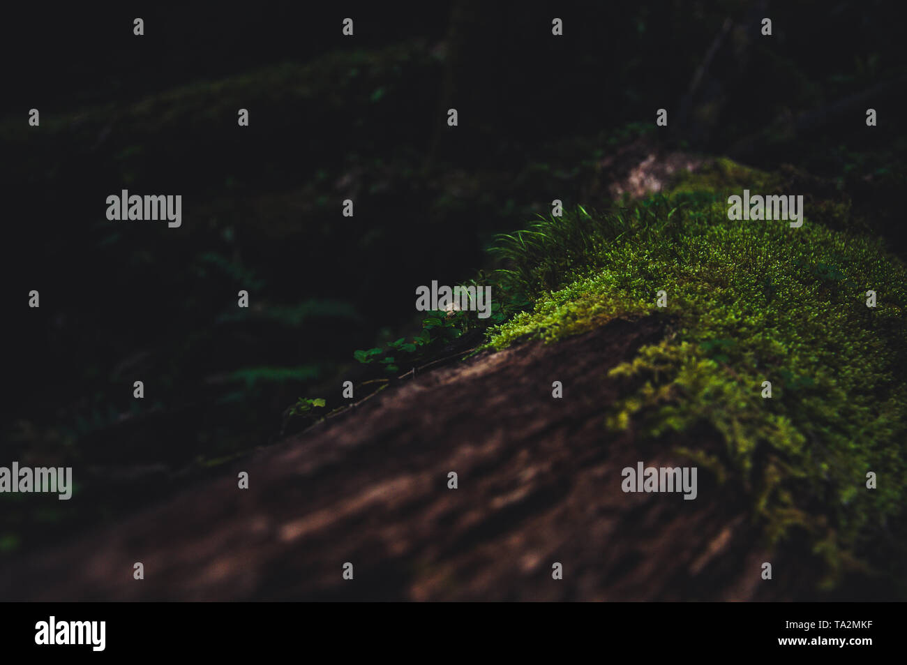 Moss growing on dead tree in cloud forest Stock Photo - Alamy